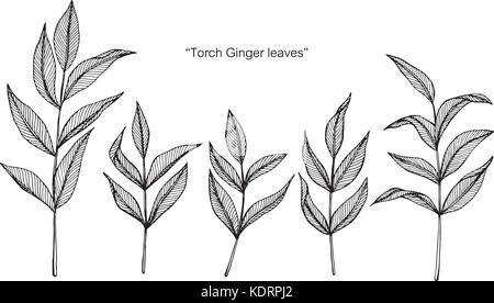 Torch ginger flower drawing Stock Vector Image & Art - Alamy