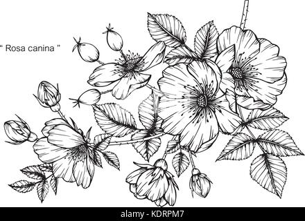 Vector Rosa canina flower. Black and white engraved ink art. Isolated ...