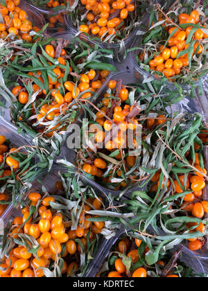 sea buck-thorn berries in autumn in countryside field Stock Photo - Alamy