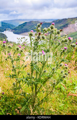 Scottish Thistle Scotland's national flower. The floral emblem, badge ...