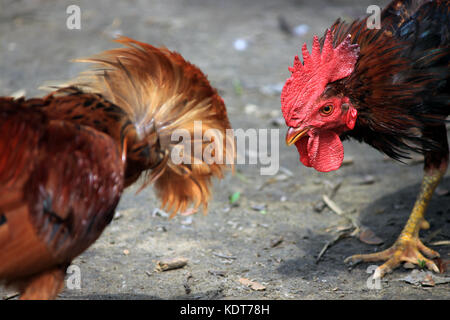 Two are ready to fight. Fighting Chicken Stock Photo - Alamy