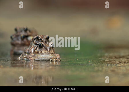 The image of Burrowing frog mating (Sphaerotheca breviceps) in western ...