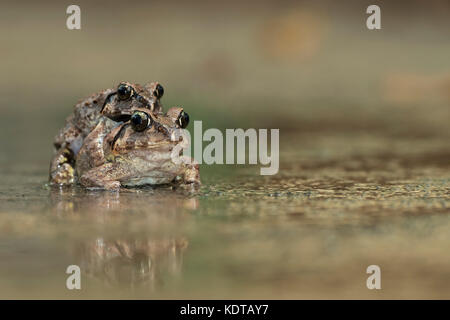 The image of Burrowing frog mating (Sphaerotheca breviceps) in western ...