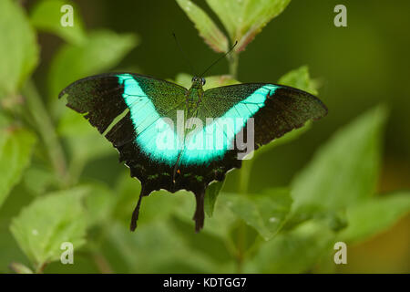 most beautiful butterfly common peacock ( papilio bianor Stock Photo ...