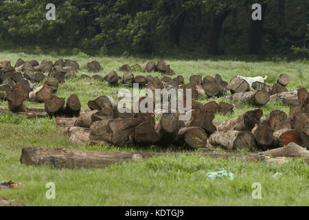 Wood at the depot, cut the log and ready for sale Stock Photo - Alamy
