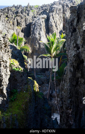 Coconut trees in chasm, Togo Chasm, Niue, South Pacific, Oceania Stock ...