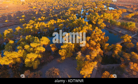 Ejin Qi. 14th Oct, 2017. Photo taken on Oct. 14, 2017 shows the trees ...