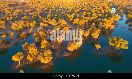 Ejin Qi. 14th Oct, 2017. Photo taken on Oct. 14, 2017 shows the trees ...