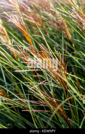 Maiden grass (Miscanthus sinensis 'Yaku-jima' Stock Photo - Alamy