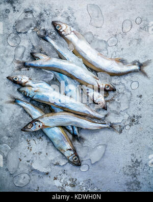 Fresh catch Shishamo fish fully eggs . Shishamo fish is popular fish ...