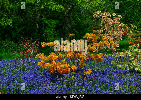 azalea, azaleas, orange, bluebells, wood, woodland, spring, blarney ...