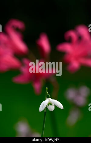 Galanthus reginae-olgae Tilebarn Jamie,Galanthus reginae-olgae subsp ...