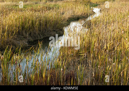 Channel in Ladner Marshes in the Fraser River with Coast Mountains in ...