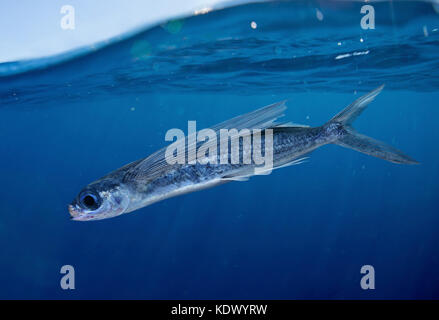 Flying fish Exocoetus Stock Photo: 30354672 - Alamy