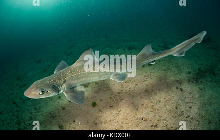 Starry Smooth Hound - Mustelus asterias Stock Photo: 79394599 - Alamy