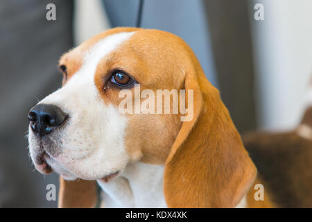 Portrait of beautiful beagle. Profile face of dog Stock Photo - Alamy