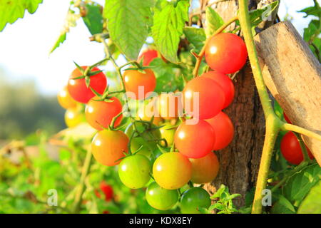 Green cherry tomatoes on autumn yellow leaf. Tomatoes in autumn. Yellow ...