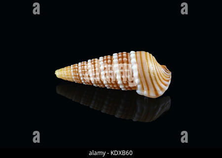 Girdled horn snail (Cerithidea (Cerithideopsilla) cingulata) on black ...