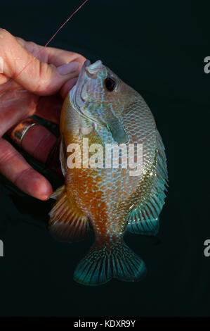 A bluegill sunfish or perch caught from Sam Rayburn Reservoir near ...