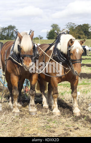 Comtois horse in harness Stock Photo - Alamy