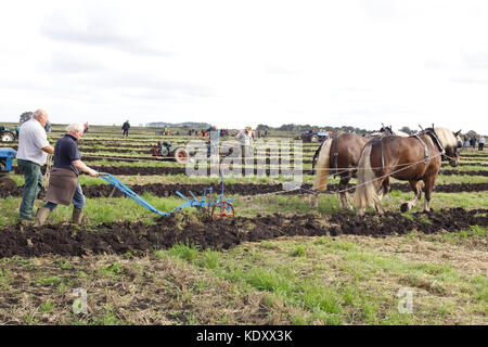 Comtois horse, draft horse in harness Stock Photo - Alamy