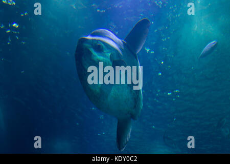 Real Shark Underwater in Natural Aquarium Stock Photo - Alamy