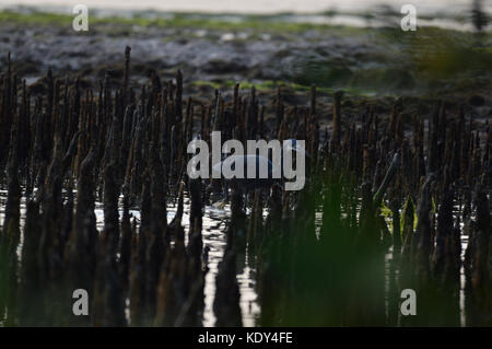 Diamorphic Egret [Egretta dimorpha] hunting in the sea off Zanzibar ...