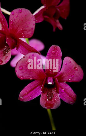 White Costa Rican Garden Flower Stock Photo - Alamy