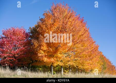 Trees show off their fall colors at the Minnesota Landscape Arboretum ...
