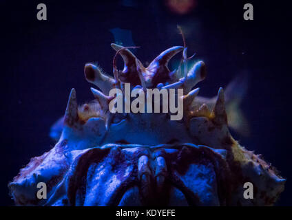 Giant spider crab / Japanese giant crab swimming underwater aquariumun ...