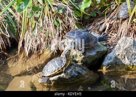 two pond terrapins in water Emydidae Stock Photo - Alamy