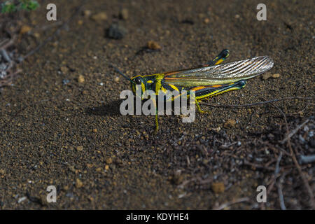 Galapagos large painted locust Stock Photo - Alamy