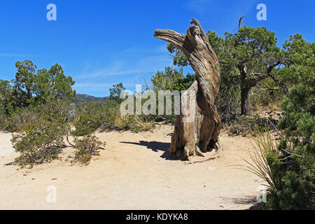 Dead Tree on Windy Point Vista on Mt. Lemmon Stock Photo - Alamy