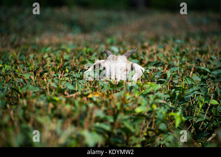 Goats eating grass and tea leaf on farm Stock Photo - Alamy