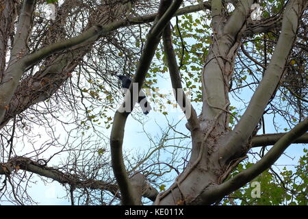 crow perched in tree autumn Stock Photo - Alamy