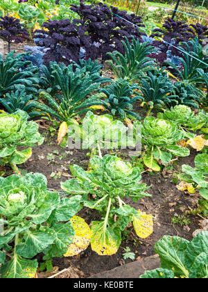 Healthy mixed vegetables and leaves eco salad. Red salad with beetroot ...