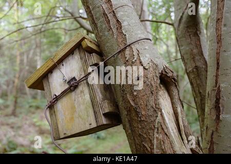 Nest box for Hazel Dormouse - Muscardinus avellanarius Stock Photo - Alamy