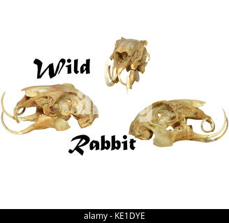 Rabbit skull with long teeth isolated on white background Stock Photo ...