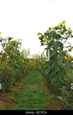 Row of sunflowers in a sunflower farm Stock Photo - Alamy