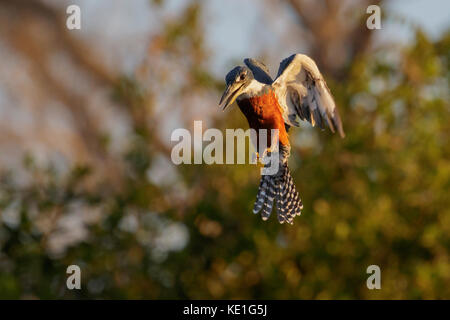 Ringed Kingfisher (Ceryle torquata) flying in the Pantanal region of ...