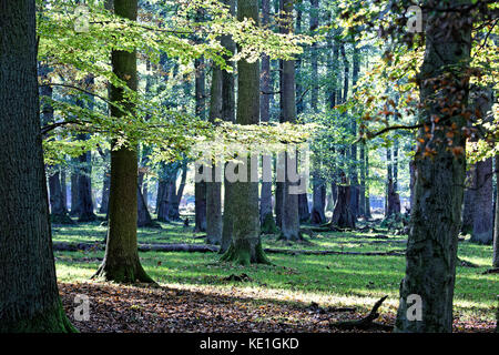 Autumn in Deister by Hanover ,Germany Stock Photo - Alamy