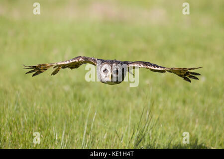 South American Chaco owl flying low over grasslands Stock Photo - Alamy