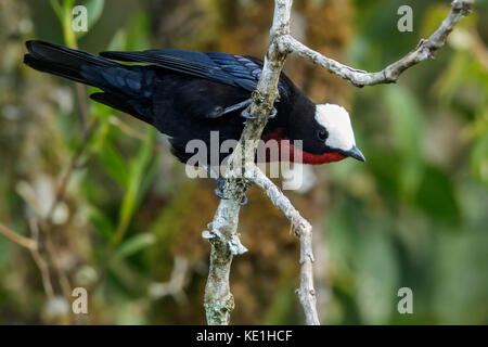 White-capped Tanager (Sericossypha albocristata), on fern, Colombia ...