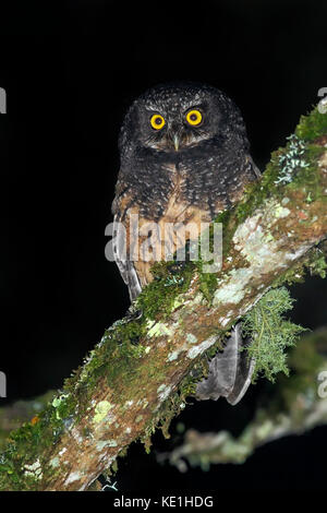 White-throated Screech Owl (Megascops albogularis) perched on a branch ...