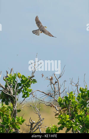 Aplomado Falcon (Falco femoralis) flying, Andes, Ecuador Stock Photo ...
