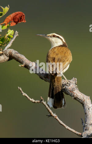 Bicolored Wren (Campylorhynchus griseus) perched on a branch in the ...