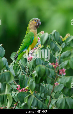 Brown-throated Parakeet (Eupsittula pertinax Stock Photo - Alamy