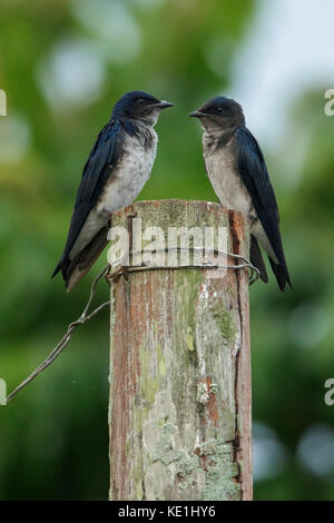 Gray-breasted Martin Progne chalybea chalybea Gulfito, Costa Rica 6 ...