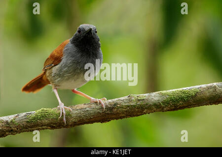 White-bellied Antbird (Myrmeciza longipes Stock Photo - Alamy