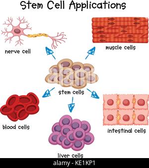 Illustration of the Human Stem Cell Applications on a white background ...